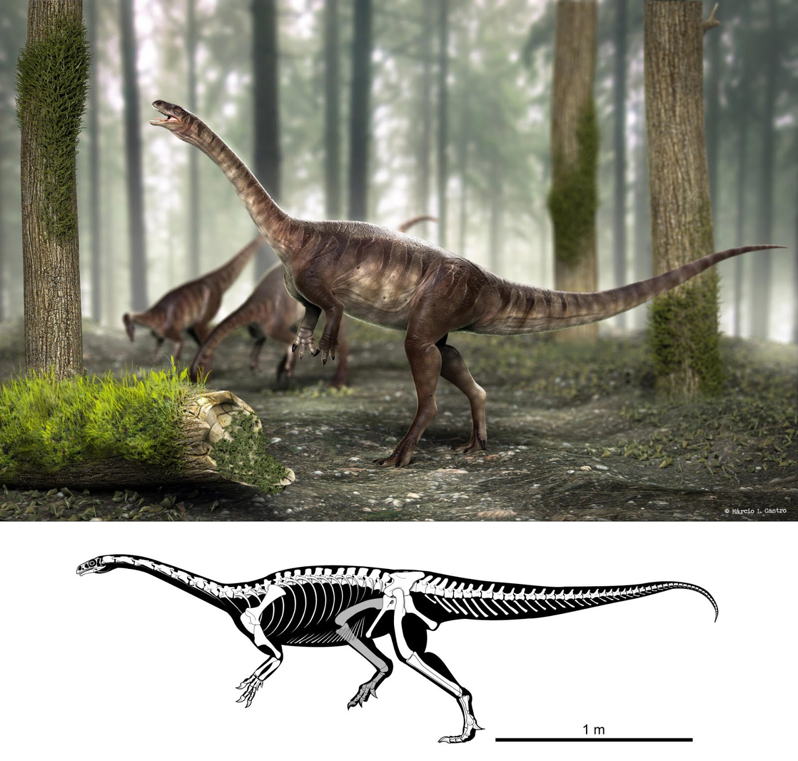 Species New to Science: [Paleontology • 2018] Macrocollum itaquii • An ...