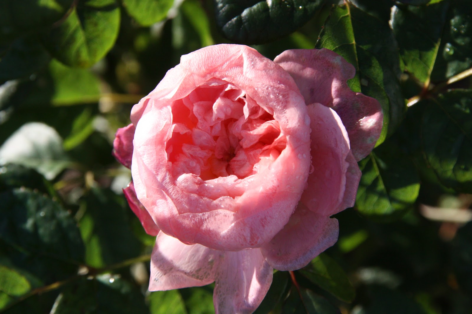 En flott høstdag i vats,med rosene!