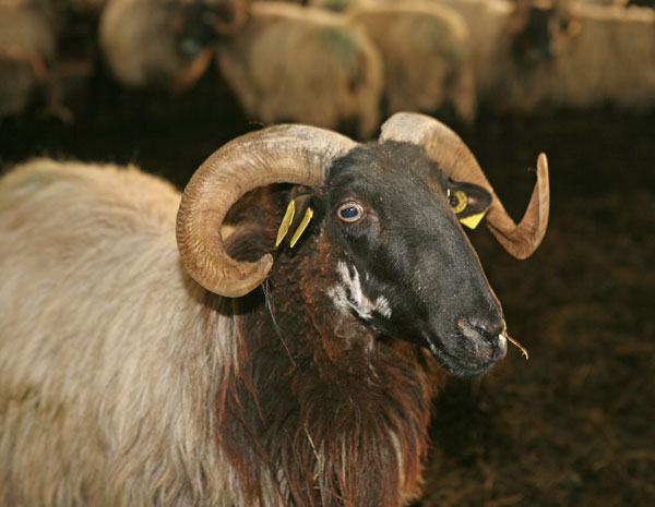 7adire: Le pays Quint, vous connaissez?