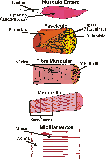¿Cómo está construido el músculo? | El Cuerpo Humano