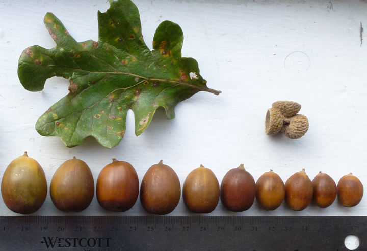 Wild Harvests: How to Eat an Acorn