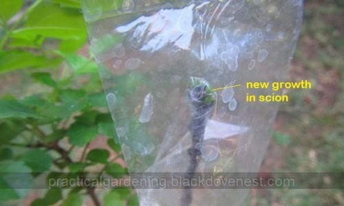 Practical Gardening: Cleft Grafting, Top-Wedge Graft or V-Graft - Part 4