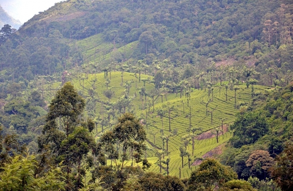 Tamilnadu Tourism: Manjolai Hills, Thirunelveli