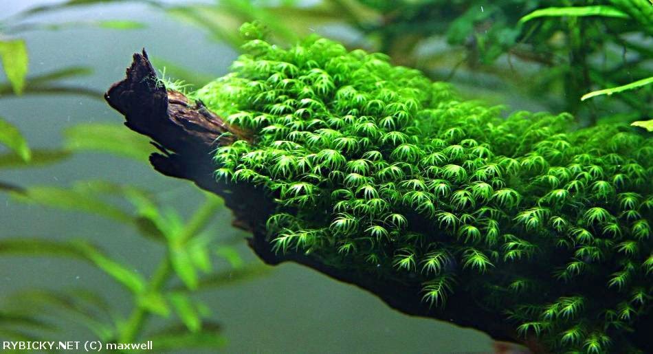 aquaplantarium: Phoenix Moss : Fissidens fontanus