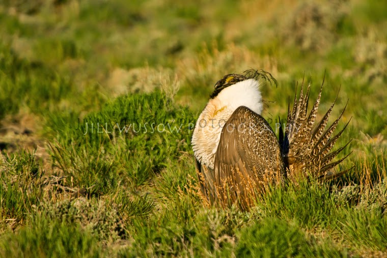 Sage Grouse Strut | Focusing on Wildlife