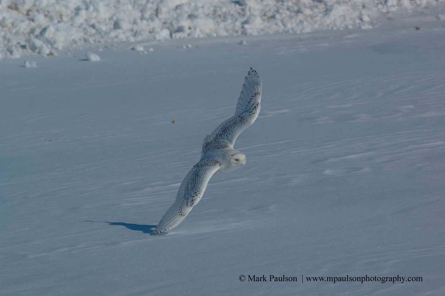 MAP Artistic Photography: Photo of the Day: Snowy Owl wing tip on snow ...