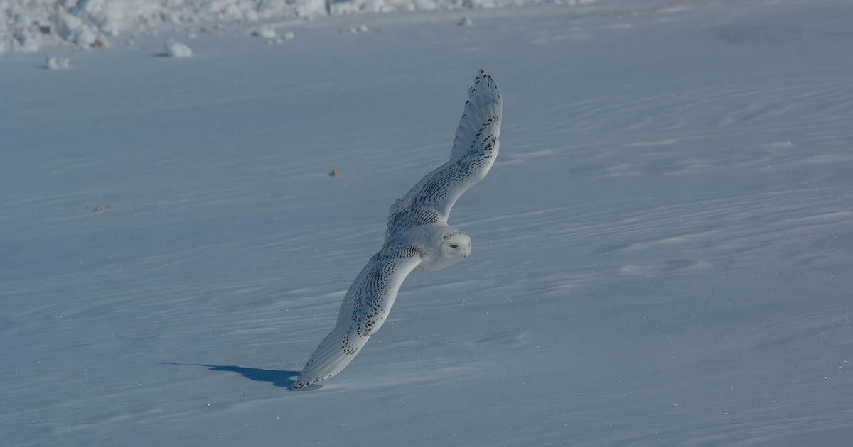 MAP Artistic Photography: Photo of the Day: Snowy Owl wing tip on snow ...