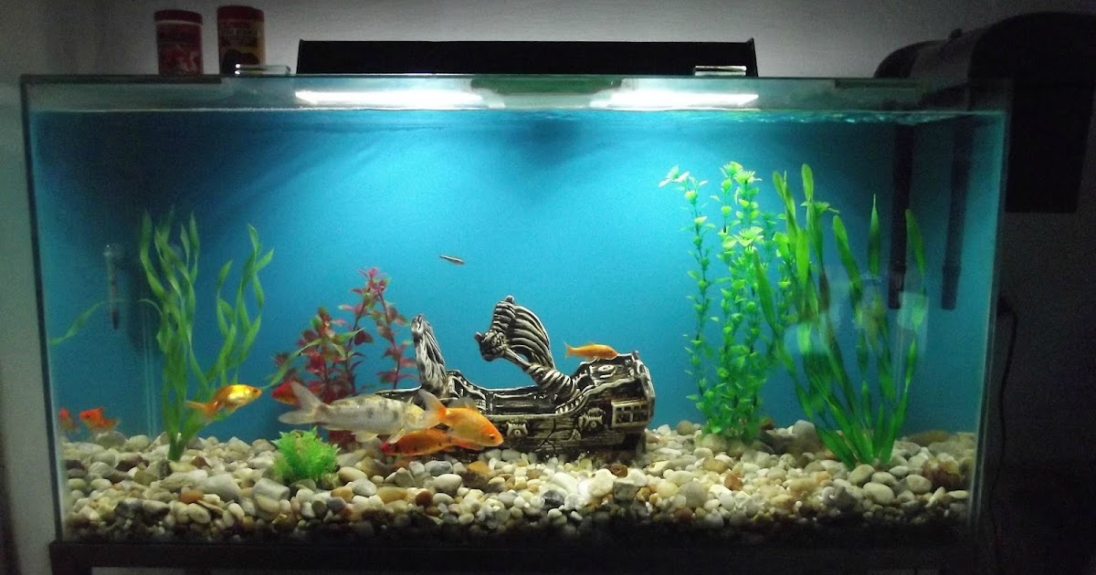 Decoração De Aquario Agua Doce