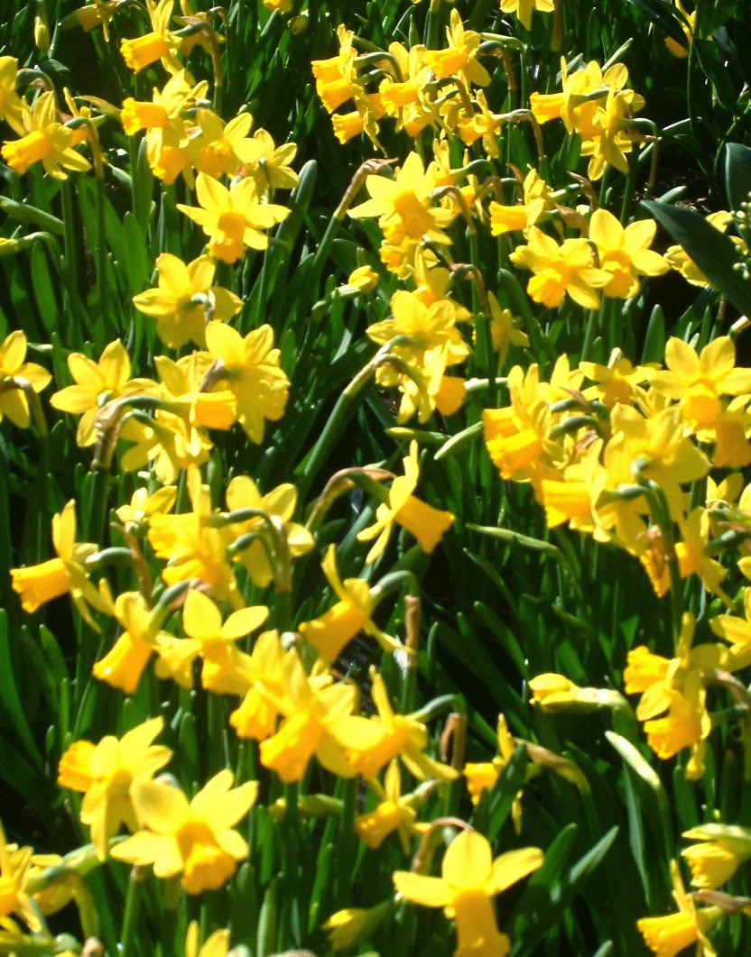 mixedabilityME: Boing!! Spring has arrived.