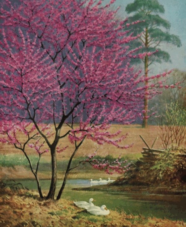 PlainTalk: Finding Spring in National Geographic