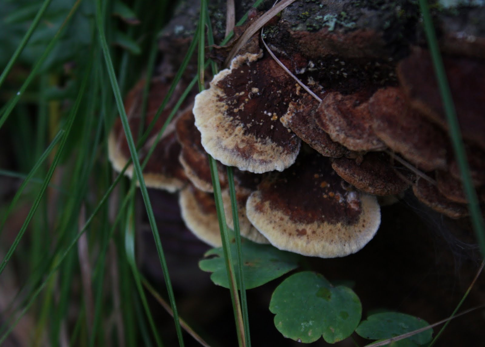 lil fish studios: dyeing with mustard yellow polypore - Phellinus gilvus