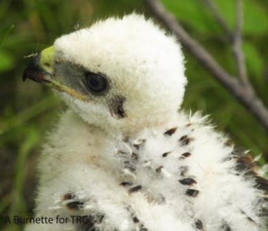 The Raptor Center: Raptor Babies
