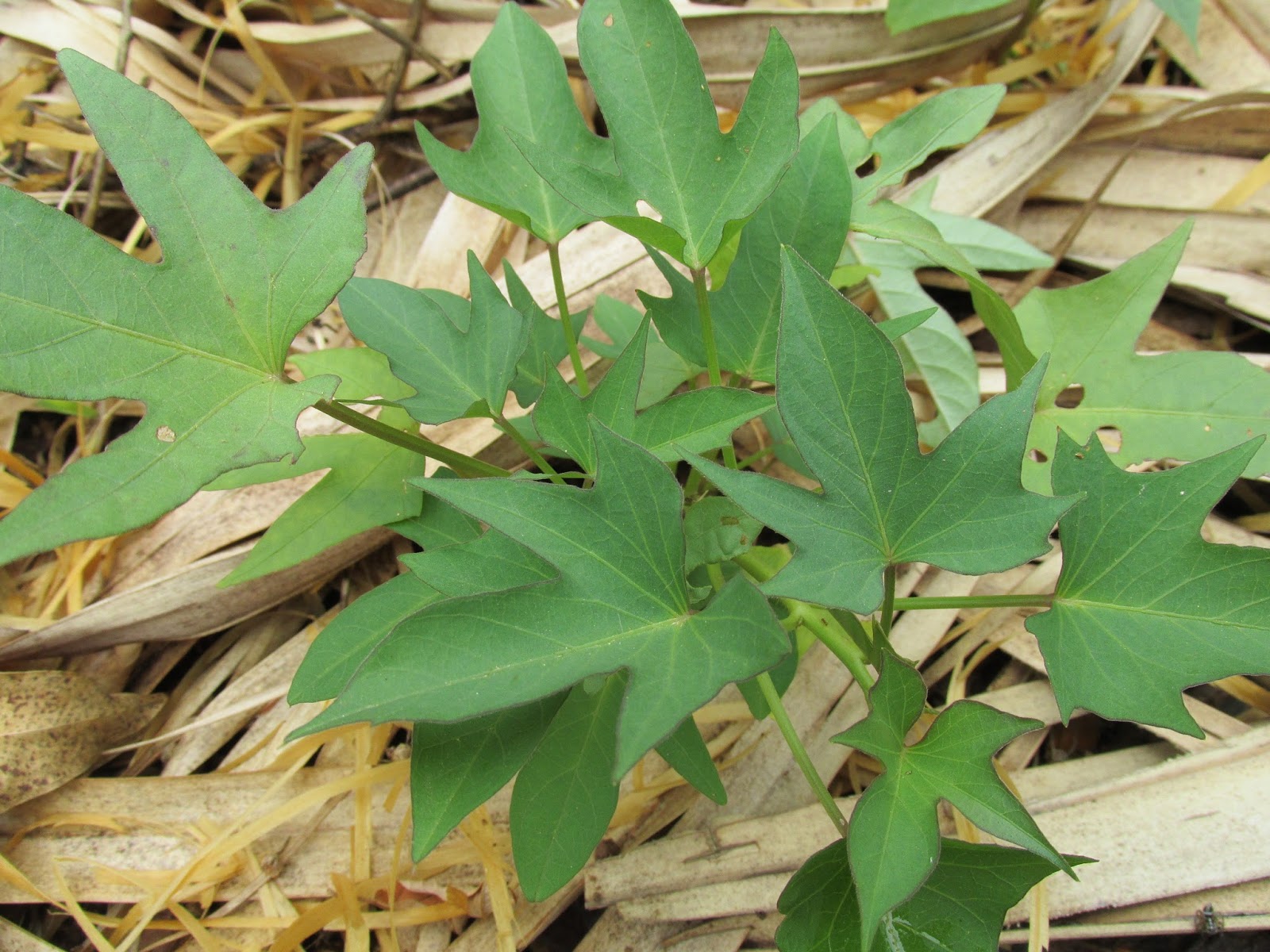.: Batatas Doces Coloridas e suas Folhas