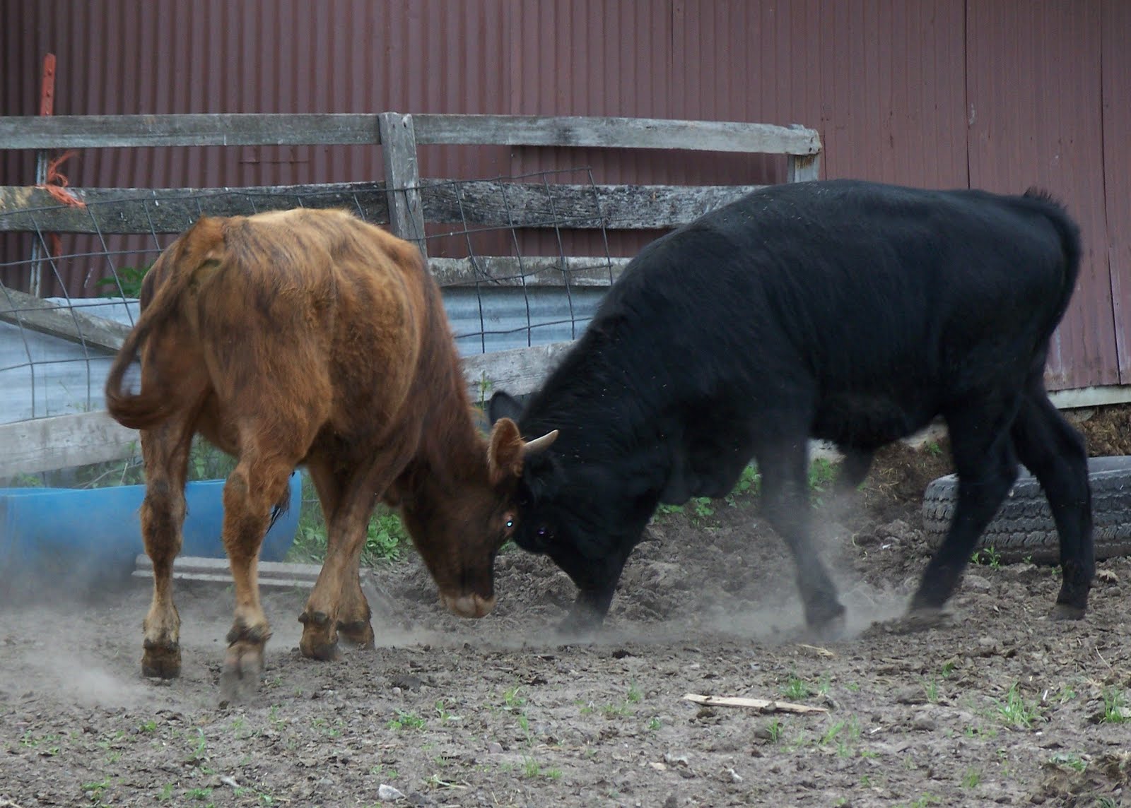 LoveTree Farmstead: A June Bug,Locust, And Bulls!