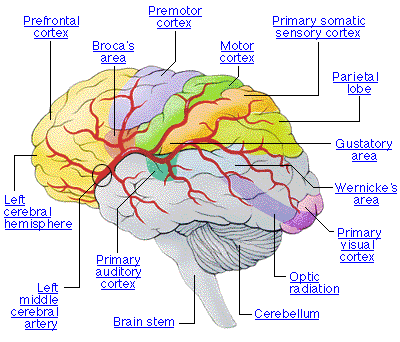 ChyntiaBlog: Pemeriksaan Klinik Neurologi Dalam Praktek