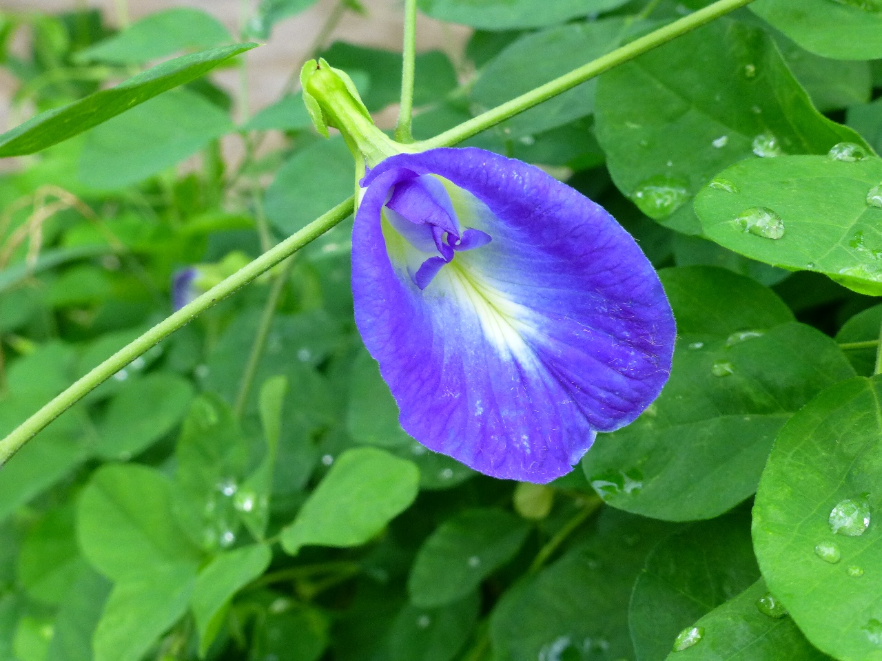 SinhCity: Flowers of Laos