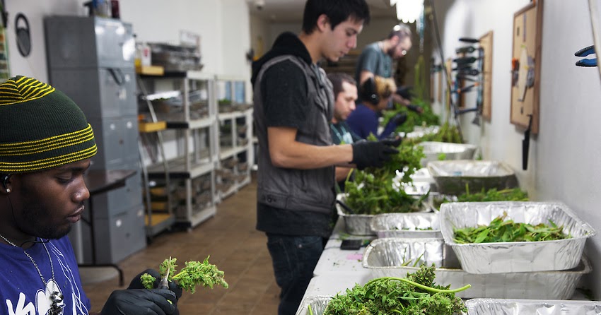 California Marijuana College: California college for cannabis