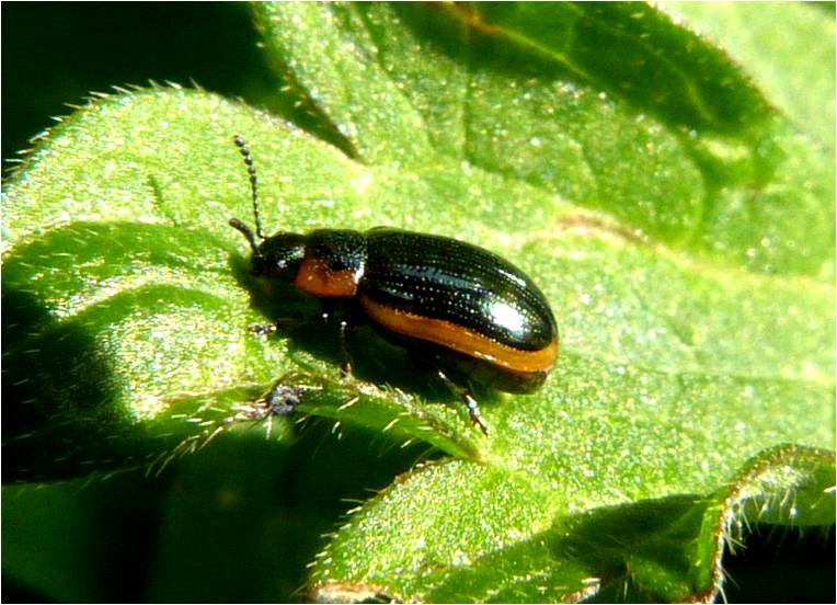 Insects of Scotland: Other Beetles
