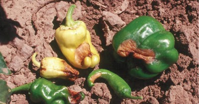 NMSU Plant Clinic: Blossom End Rot