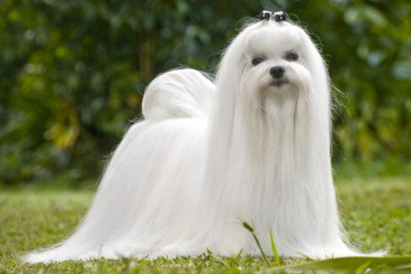 NUNCAJAMAS COCKER: CLAVES PARA TENER UN PERRO DE PELO LARGO ESPECTACULAR