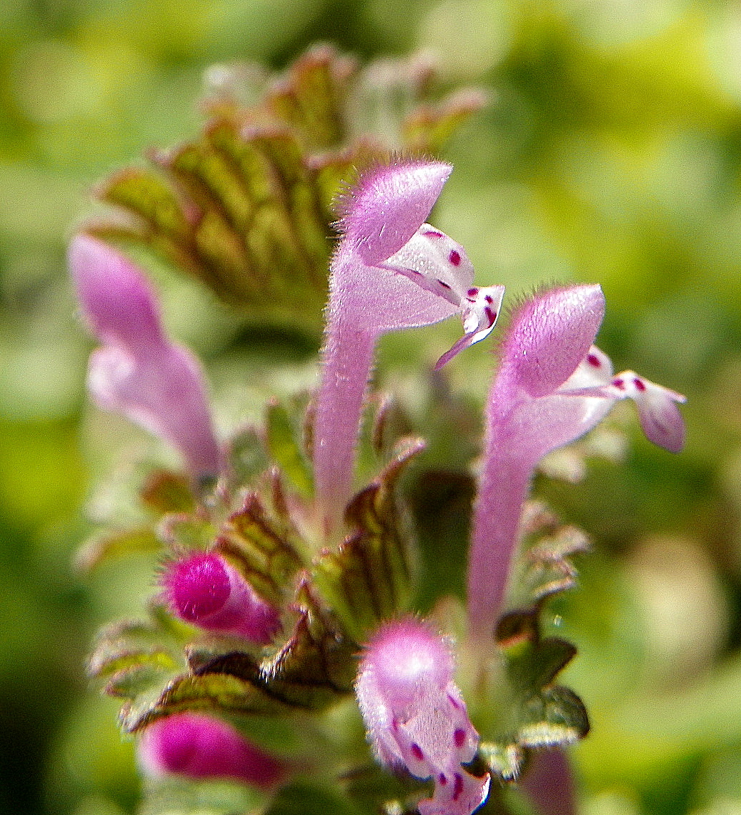 "What's Blooming Now" : Henbit (Lamium amplexicaule)