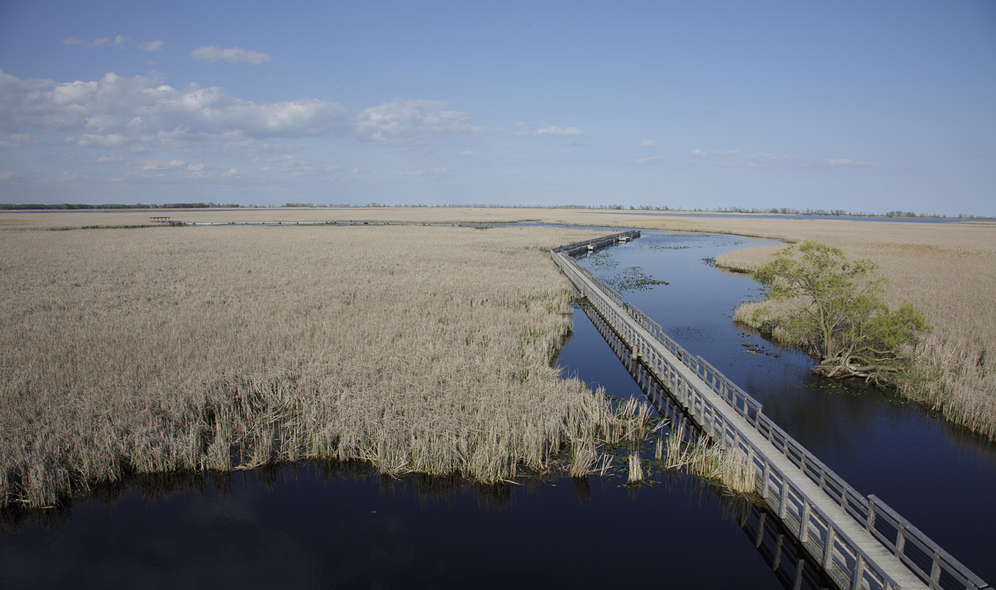 pewit: Marsh Boardwalk Point Pelee
