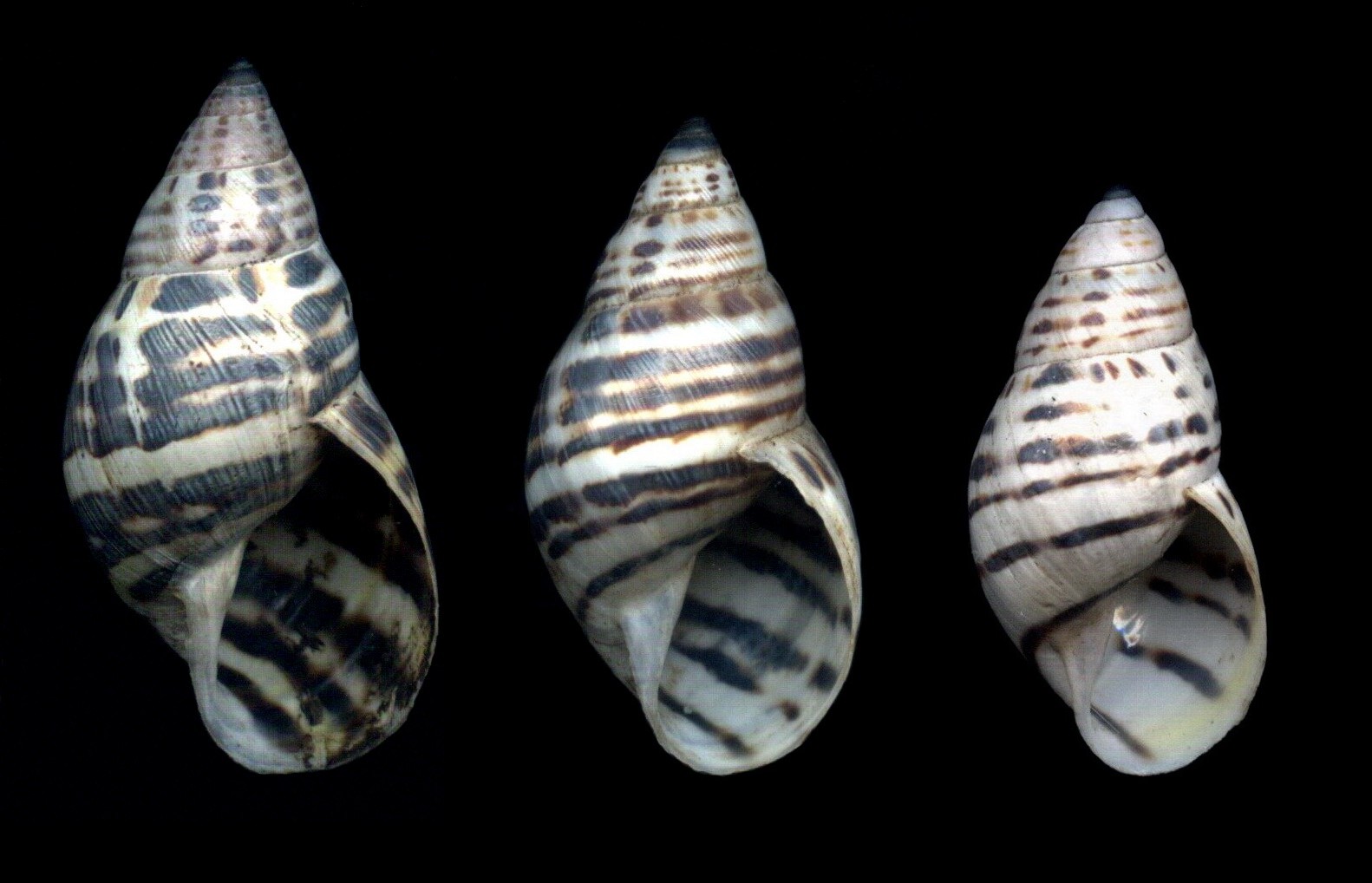 Moluscos terrestres de Argentina: marzo 2015