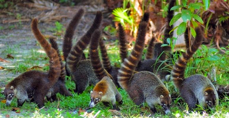 The Collected Coatimundi