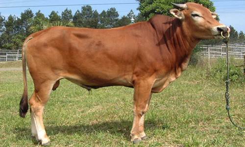 Macam - Macam Jenis Sapi Unggulan Lengkap Beserta Foto