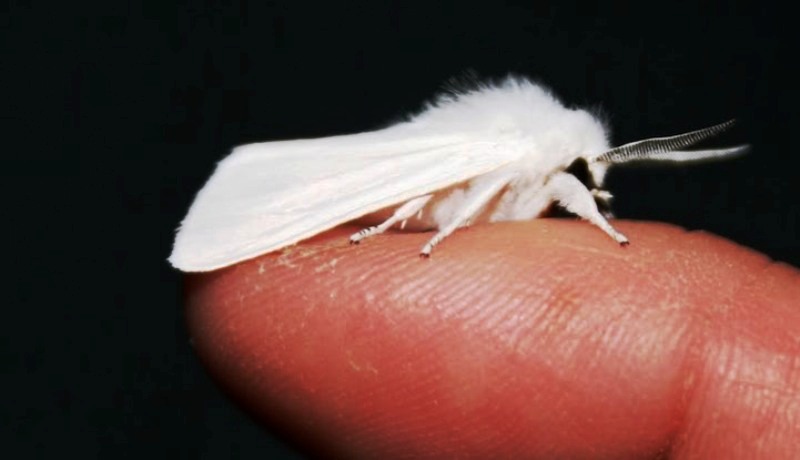 VENEZUELAN POODLE MOTH photos - wallpapers (ανανεωμένο) | the fun bank