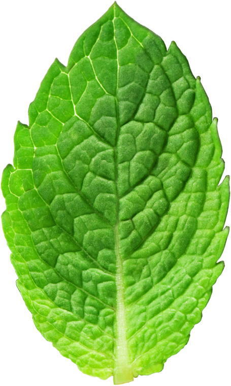 Mint Leaf Material Texture - Free 3D Model