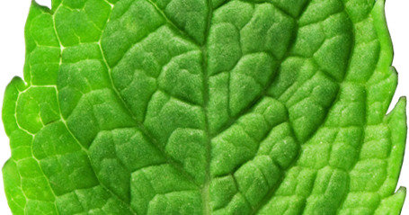 Mint Leaf Material Texture - Free 3D Model