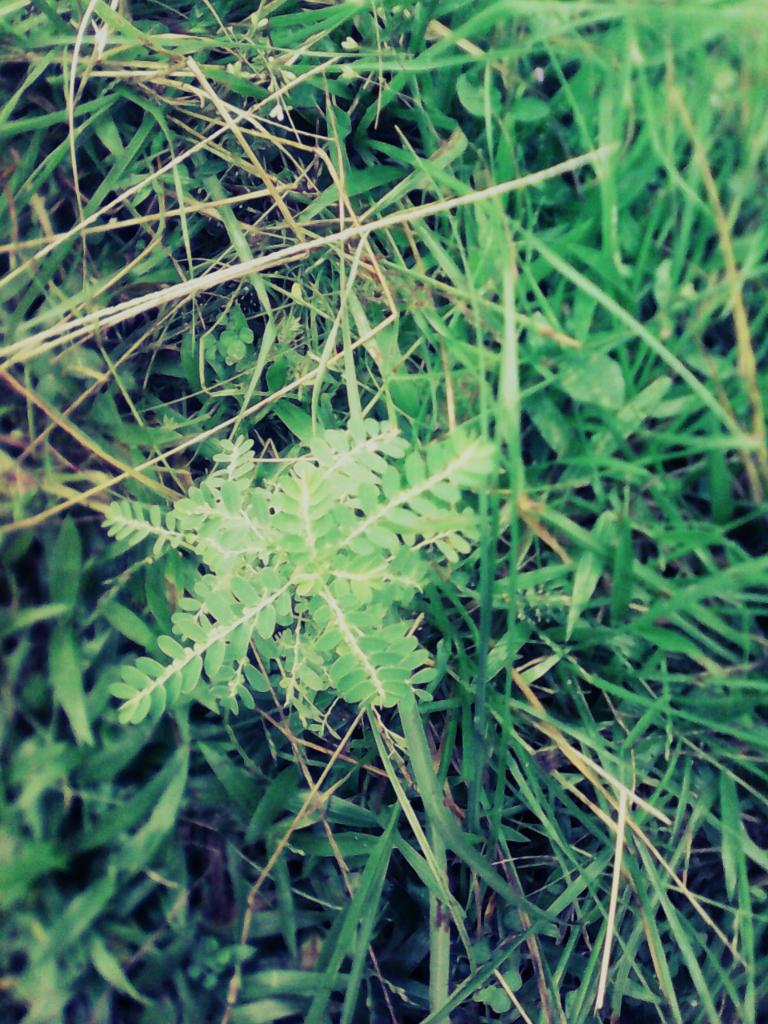 Gambar Daun Meniran Terlengkap | Kumpulan Gambar