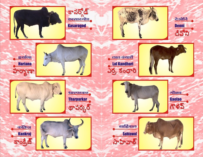 GOSEVA WORLD: List of Desi cows and Bulls/ox