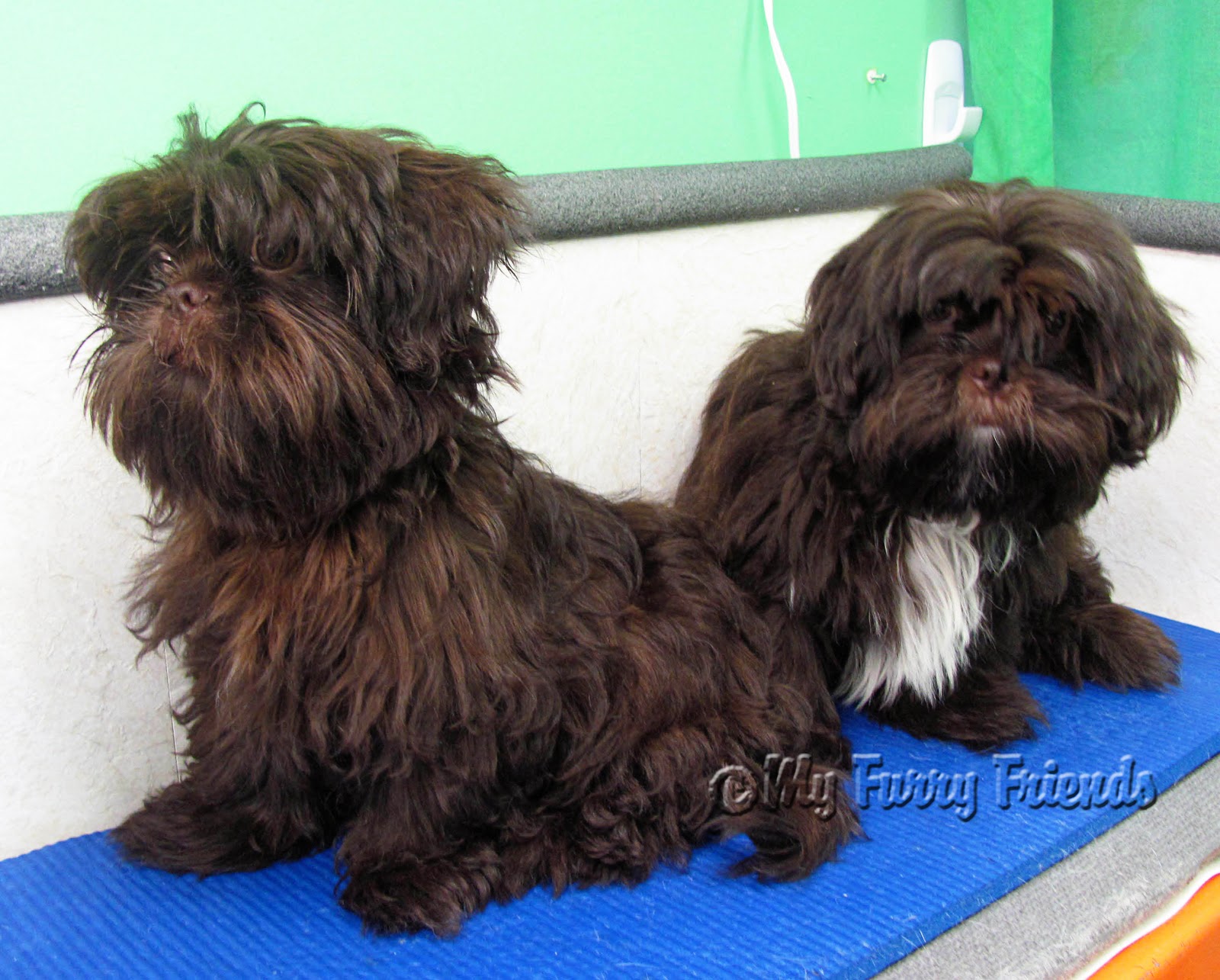 Pet Grooming: The Good, The Bad, & The Furry: Double Trouble