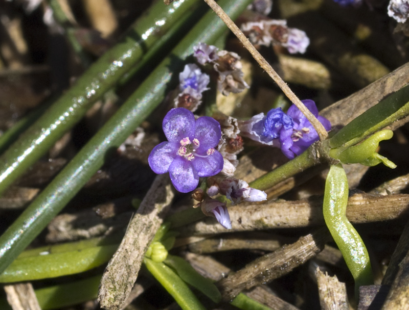 Paseos por la naturaleza: Limonium humile. Acelga salada.