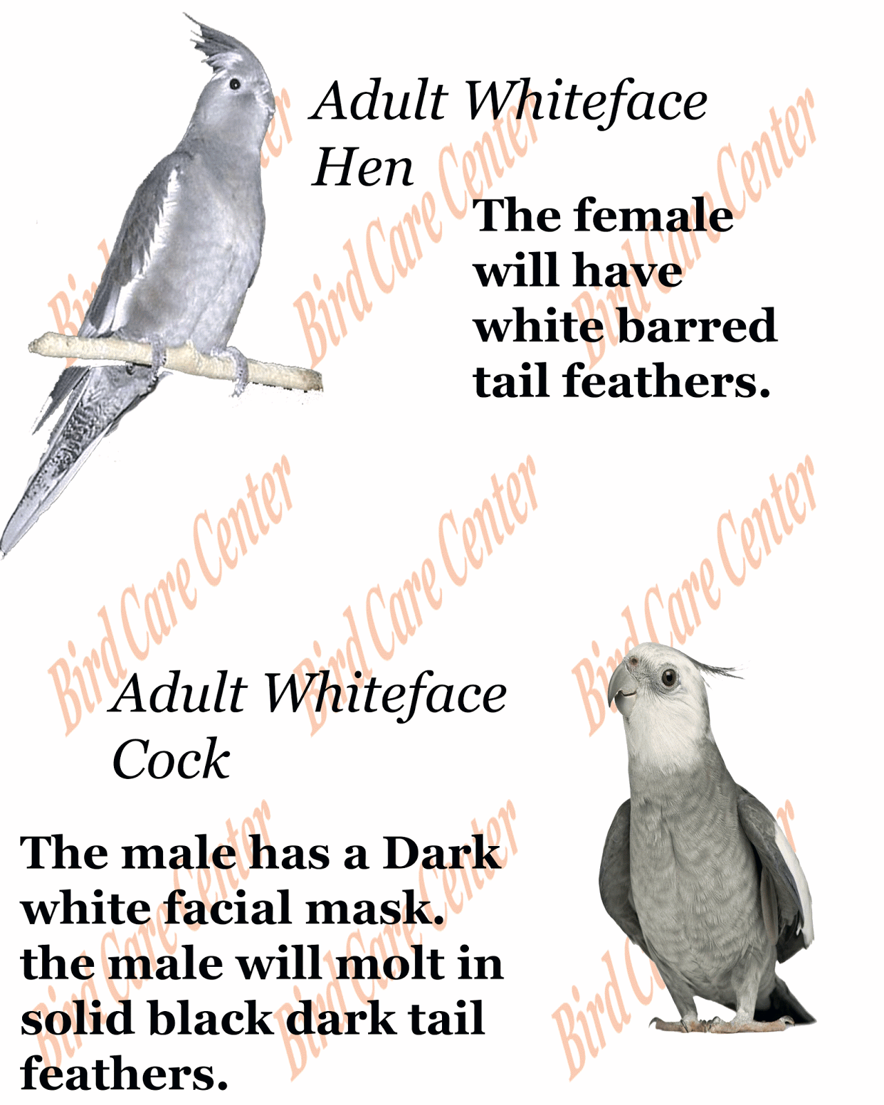 Normal White face (charcoal) | how to tell the gender of male and ...