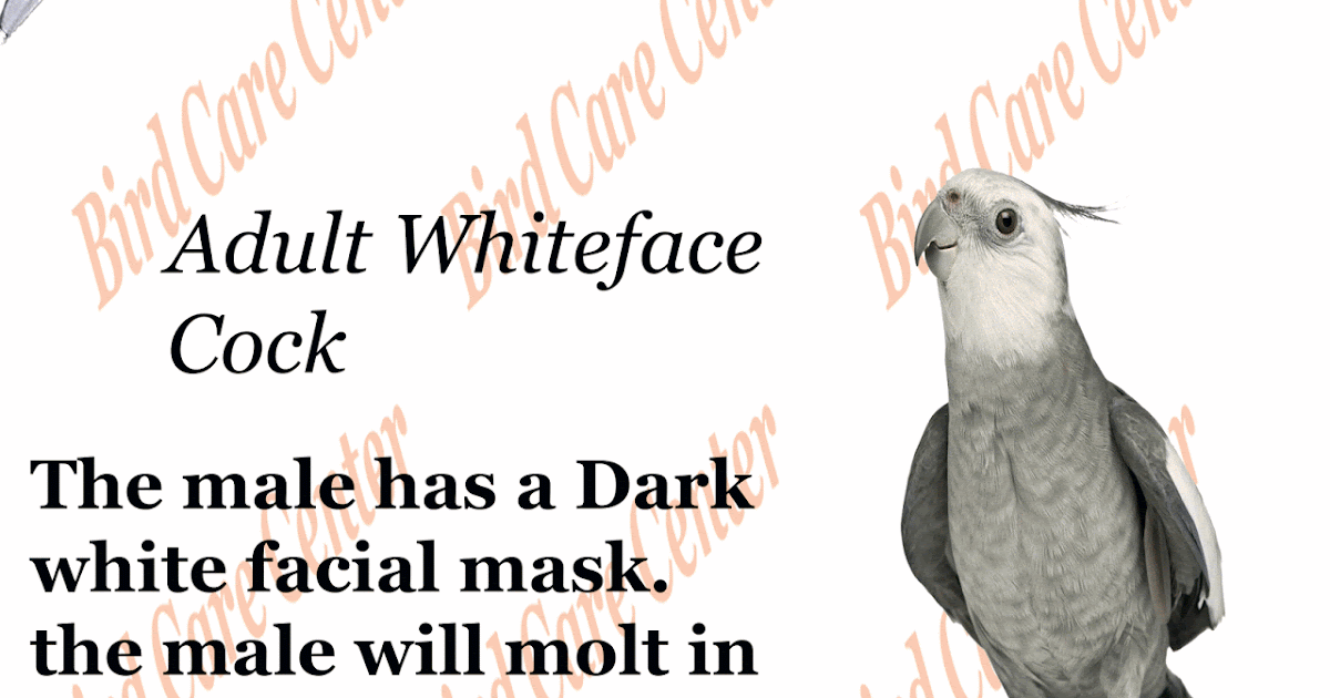 Normal White face (charcoal) | how to tell the gender of male and ...