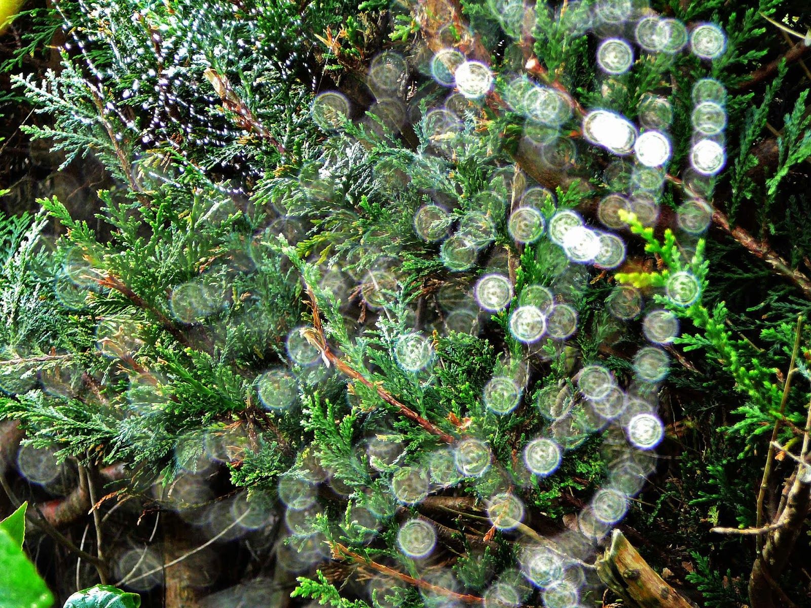 Country Ways and Cottage Days: Spider Webs and Gossamer Threads