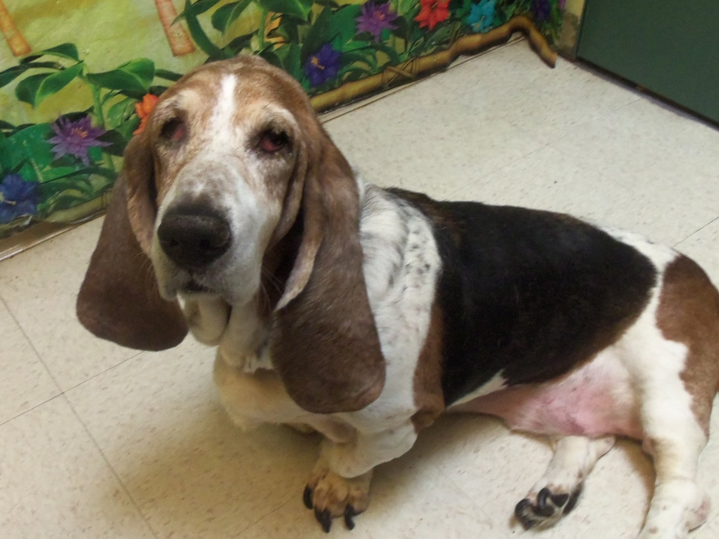 Shelter Dogs of Portland: "JAY' a Basset Hound!