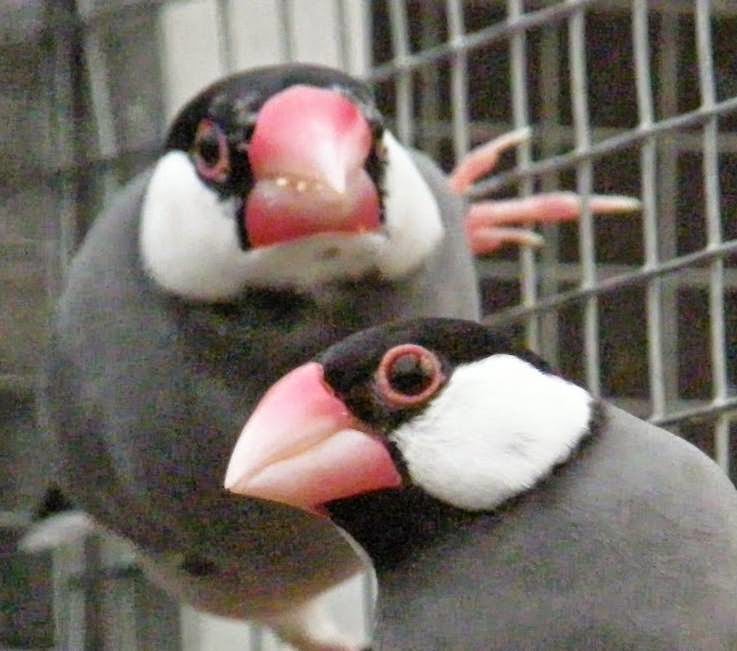 Le padda de java - Son comportement et ses caractéristiques