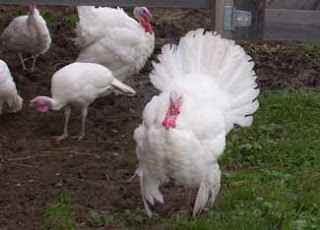 Breed Savers: Midget White Turkeys