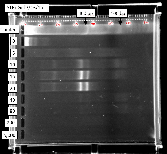Andresen Lab @ Gettysburg College: July 18th - Gels, Gels, and More Gels