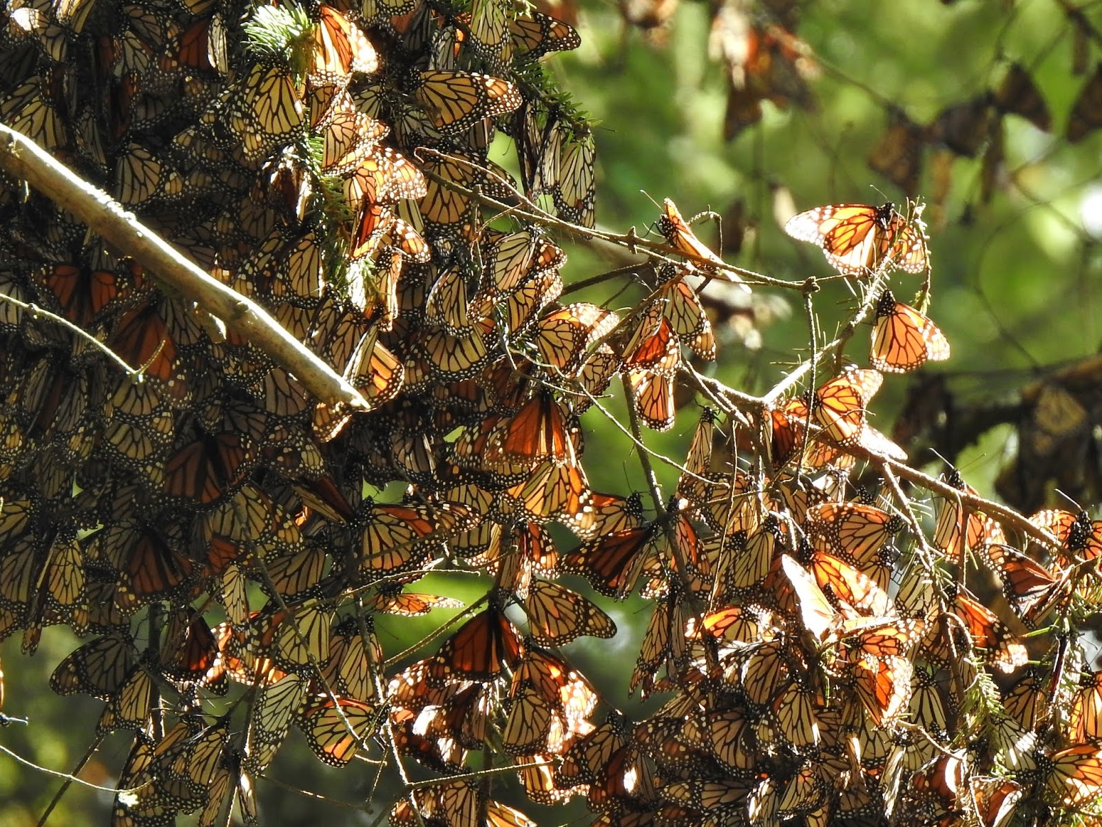 Travel with Kevin and Ruth: Our 5th visit to see the monarch ...
