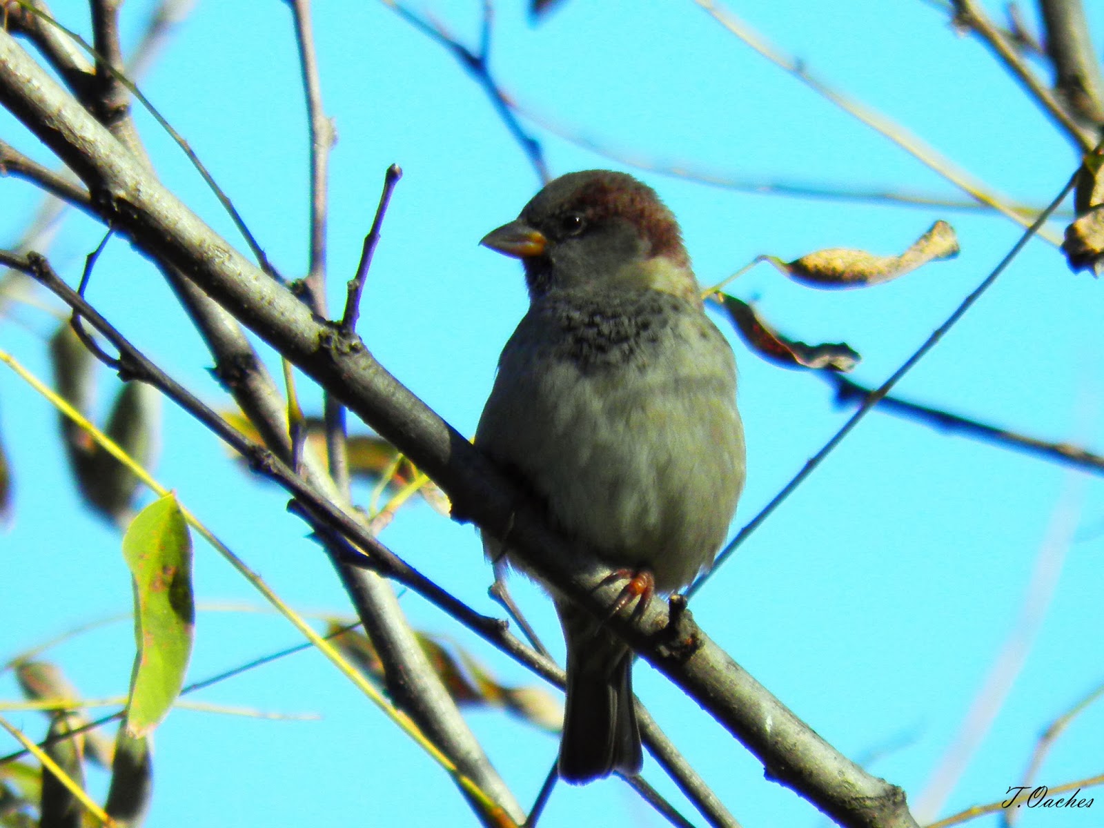 PASARI DIN ROMANIA: VRABIA DE CASA, Passer domesticus