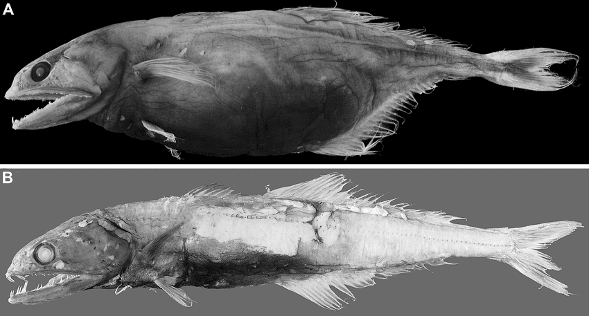 Artes de Pesca: ACTINOPTERYGII