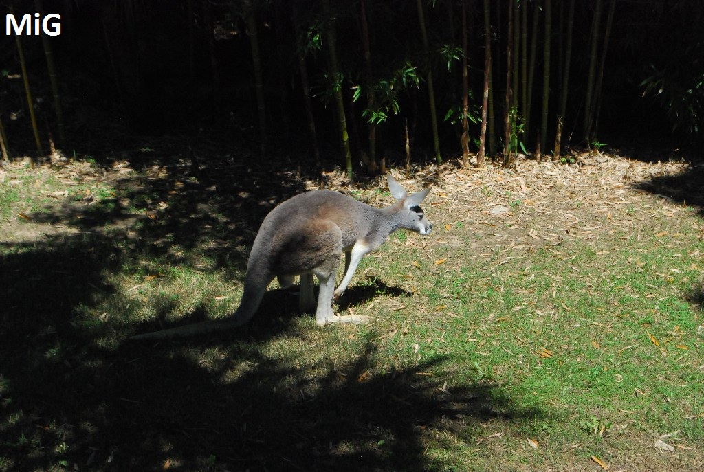 MidwestInfoGuide: Fort Worth Zoo