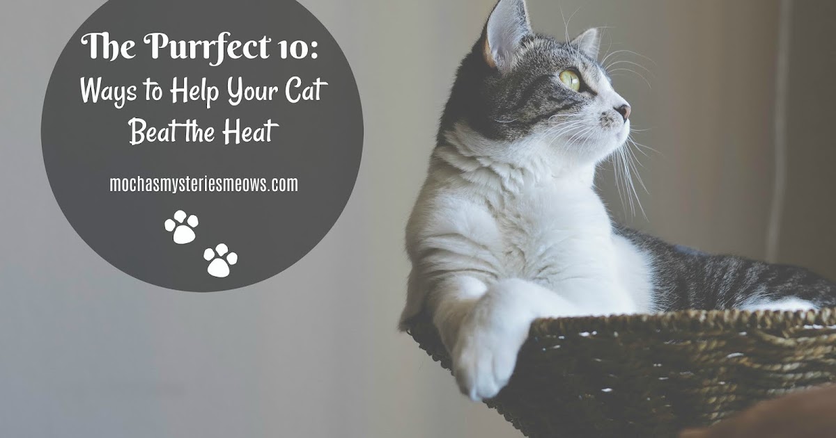 Melissa's Mochas, Mysteries and Meows: The Purrfect 10: Ways to Help Your Cat Beat the Heat