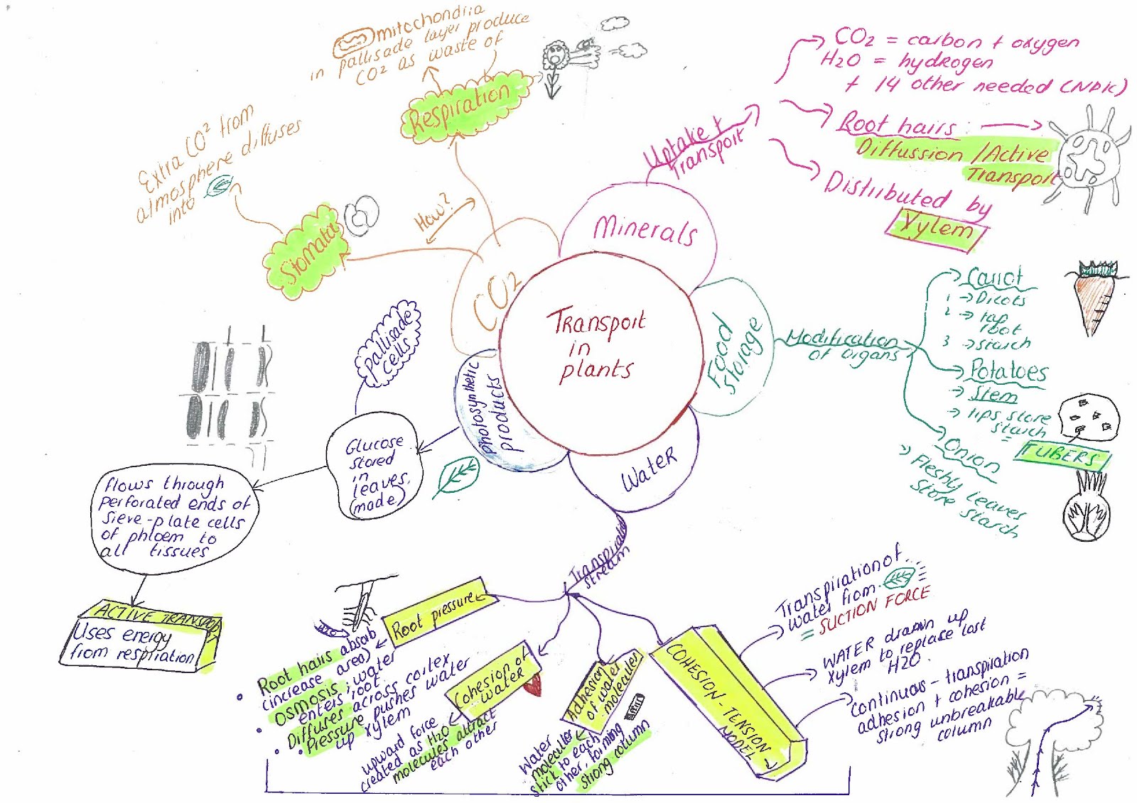 Magh Sci: Mind Map - Transport in Flowering Plants