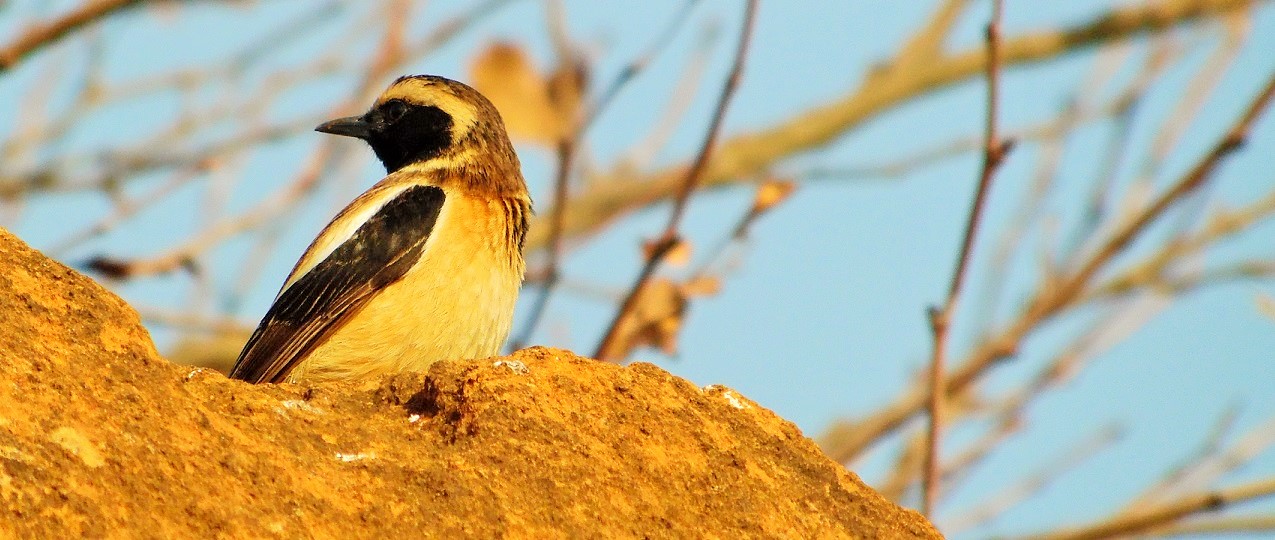THE BIRDS: TALA NATURE RESERVE AND SURROUNDS